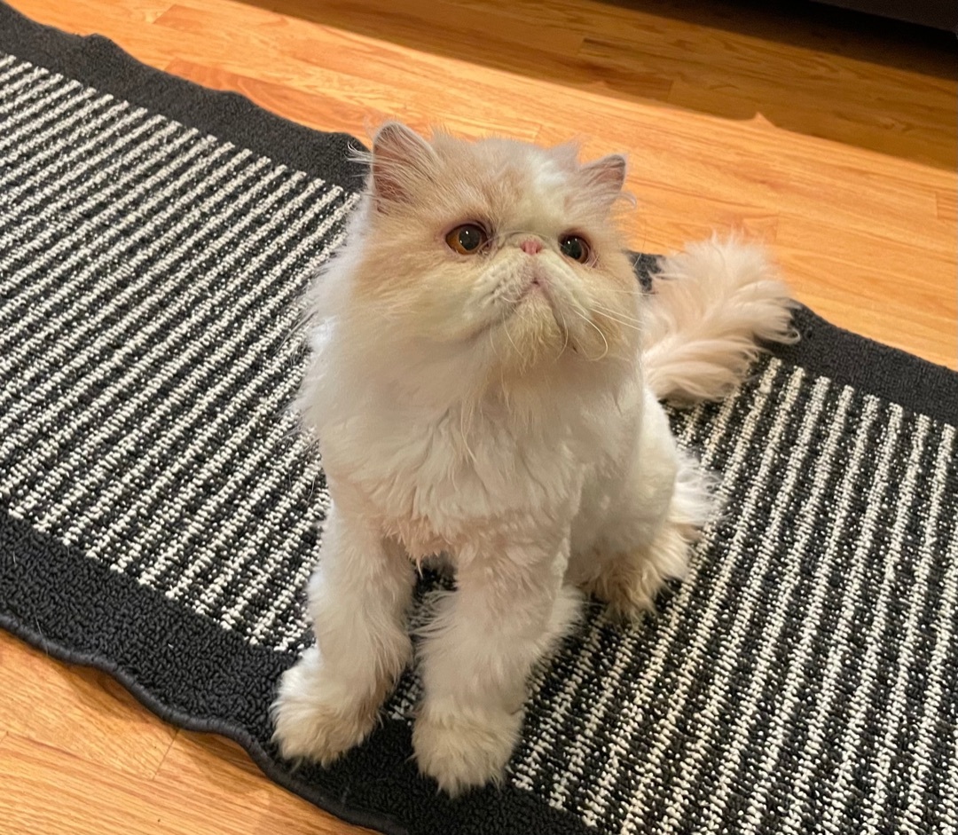 In shelter Male Persian Cat in Beverly Hills, CA, 90210 | Findpet.com