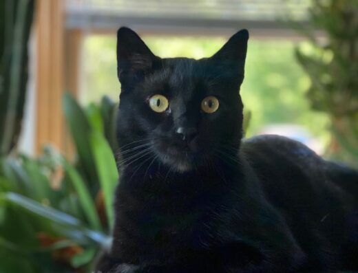 Findpet – We help pets to find their home or get back home